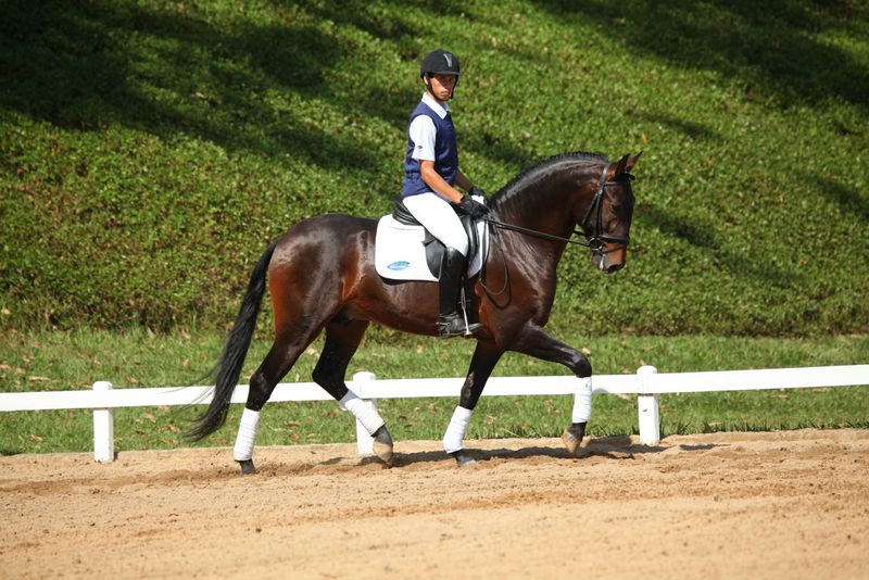Estradeiro Interagro | Interagro Lusitanos
