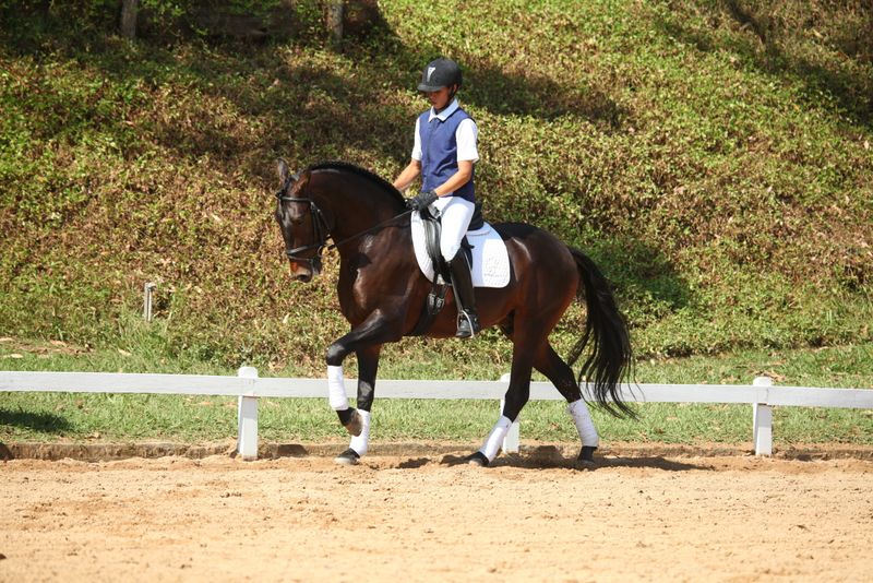 Estradeiro Interagro | Interagro Lusitanos