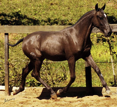 Lote 05b – Azeviche Interagro | Interagro Lusitanos