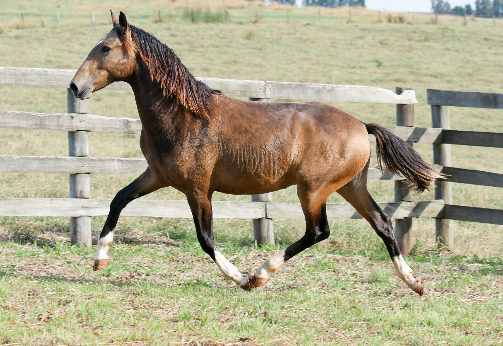 Labrego Interagro | Interagro Lusitanos