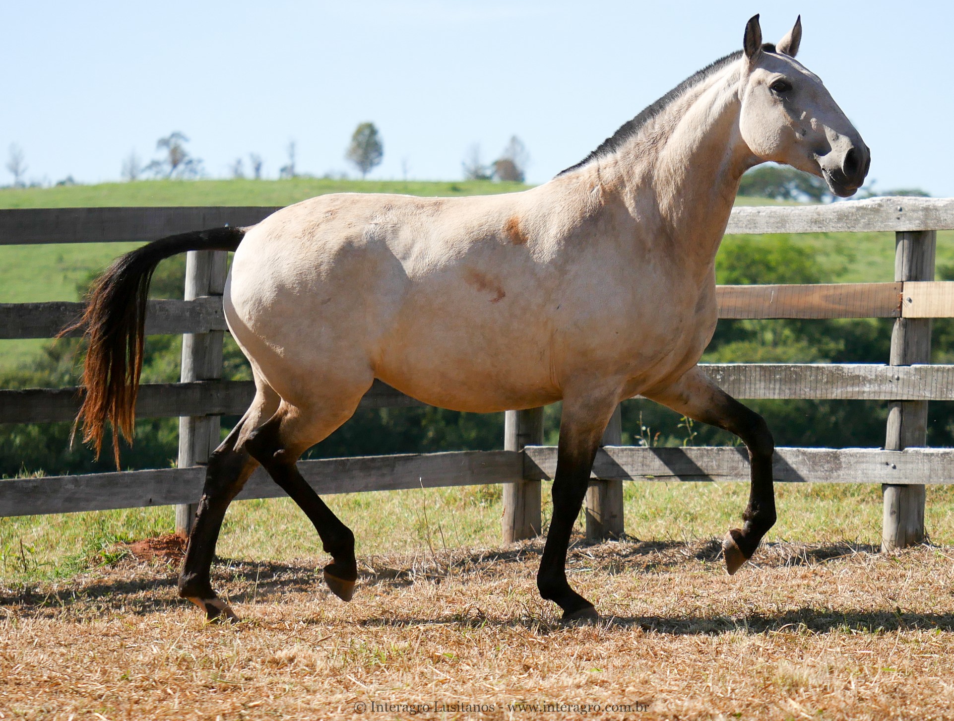 Leiga Interagro | Interagro Lusitanos