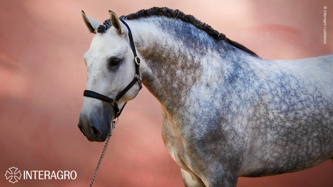 Apresentação da Geração O | Interagro Lusitanos