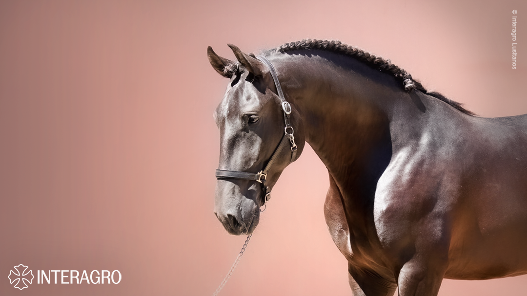 Apresentação da Geração O | Interagro Lusitanos