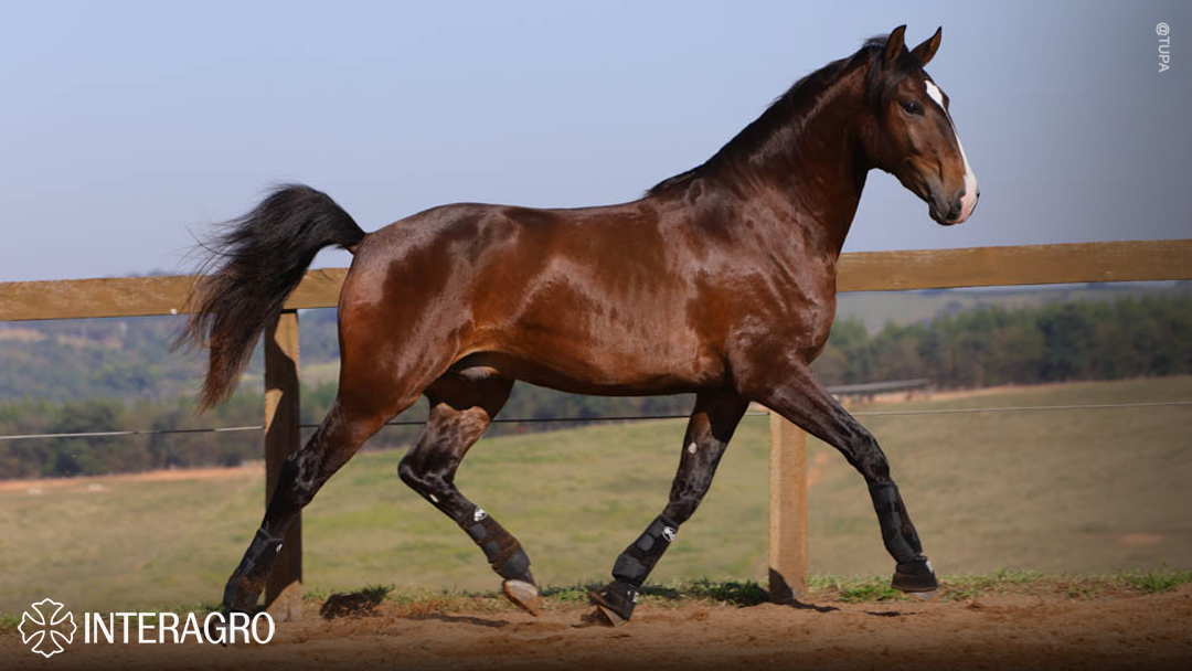 Quimono Interagro | Interagro Lusitanos