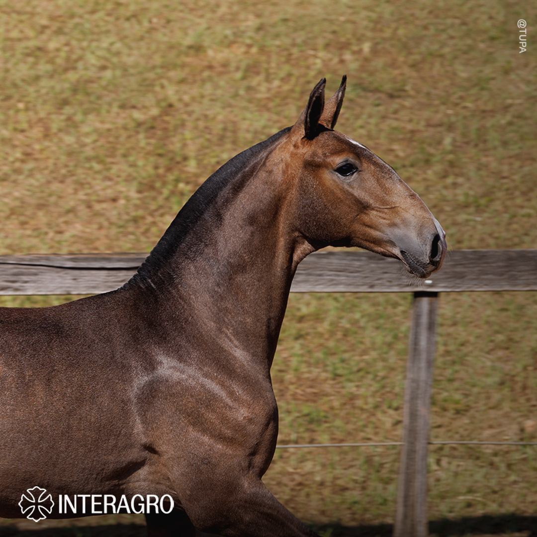 Tectônico Interagro | Interagro Lusitanos
