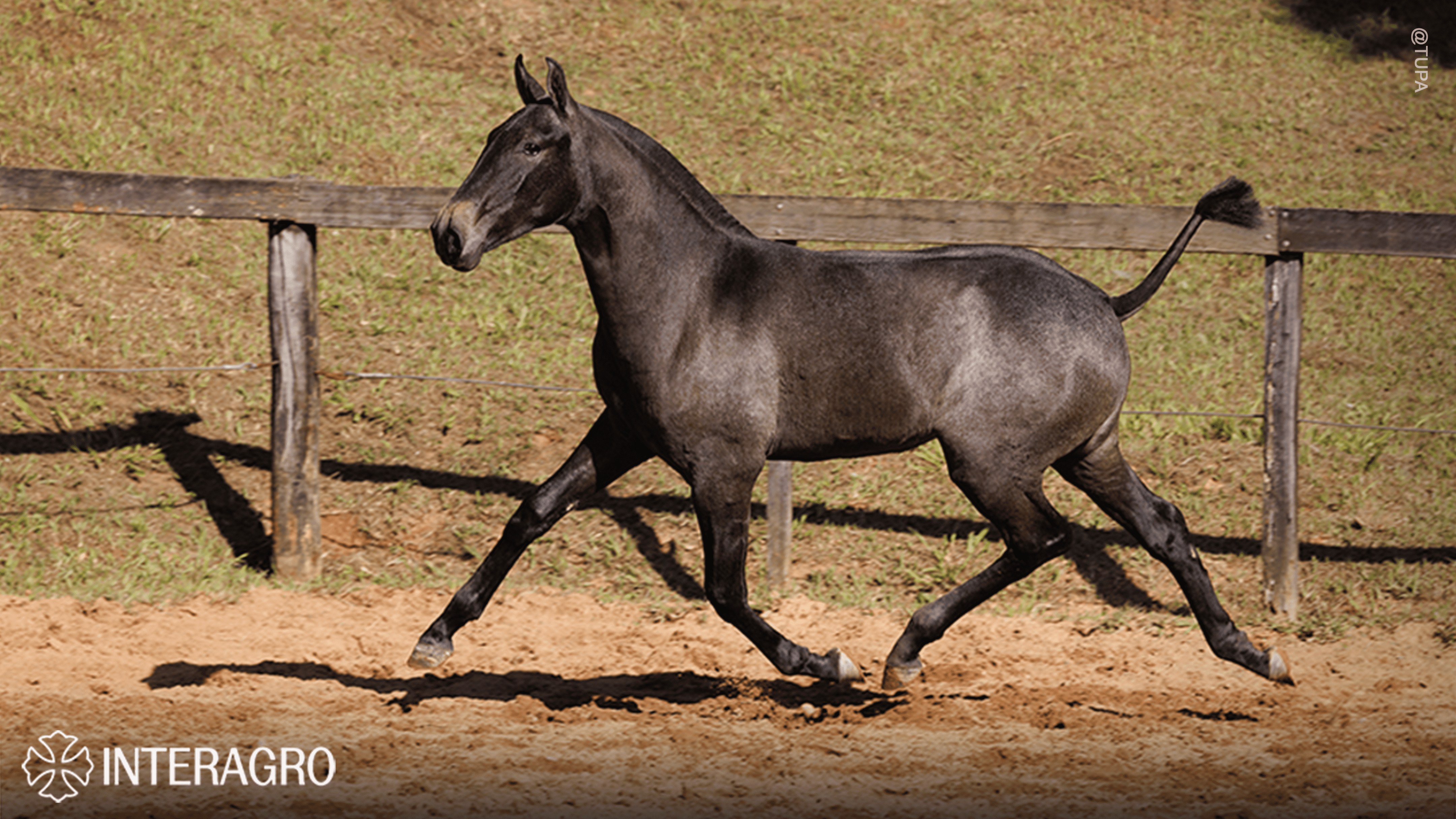 Tanoeira Interagro | Interagro Lusitanos